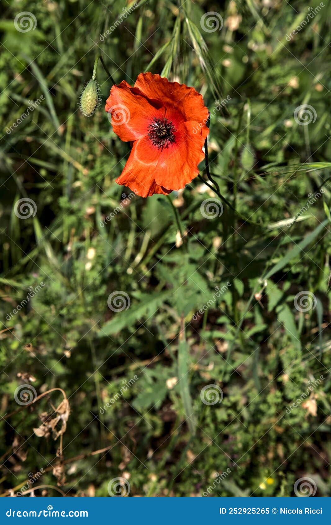 Poppy in the Grass Seen Up Close Stock Image - Image of flowers, garden ...