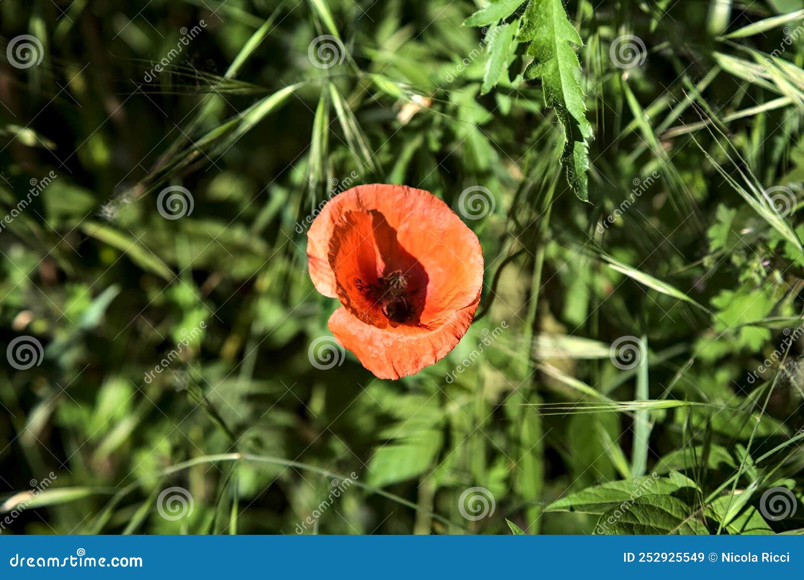 Poppy in the Grass Seen Up Close Stock Image - Image of floral, grass ...