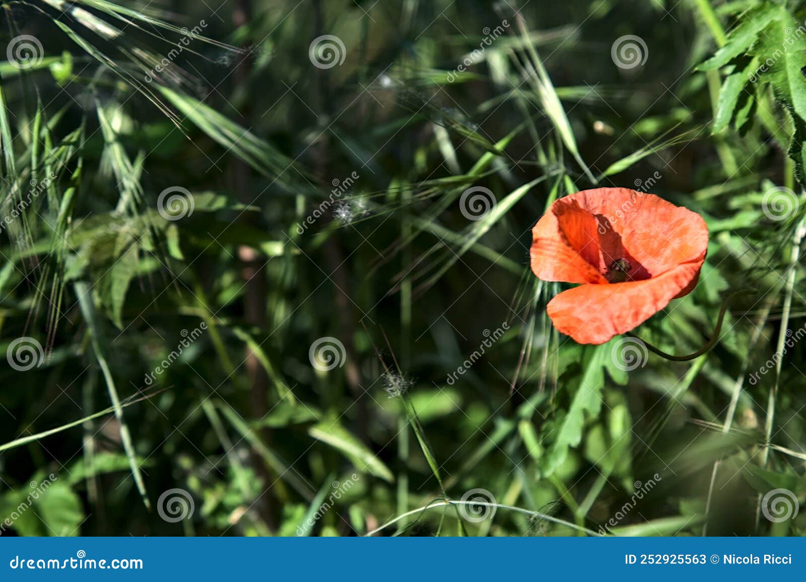 Poppy in the Grass Seen Up Close Stock Image - Image of cloud, beauty ...