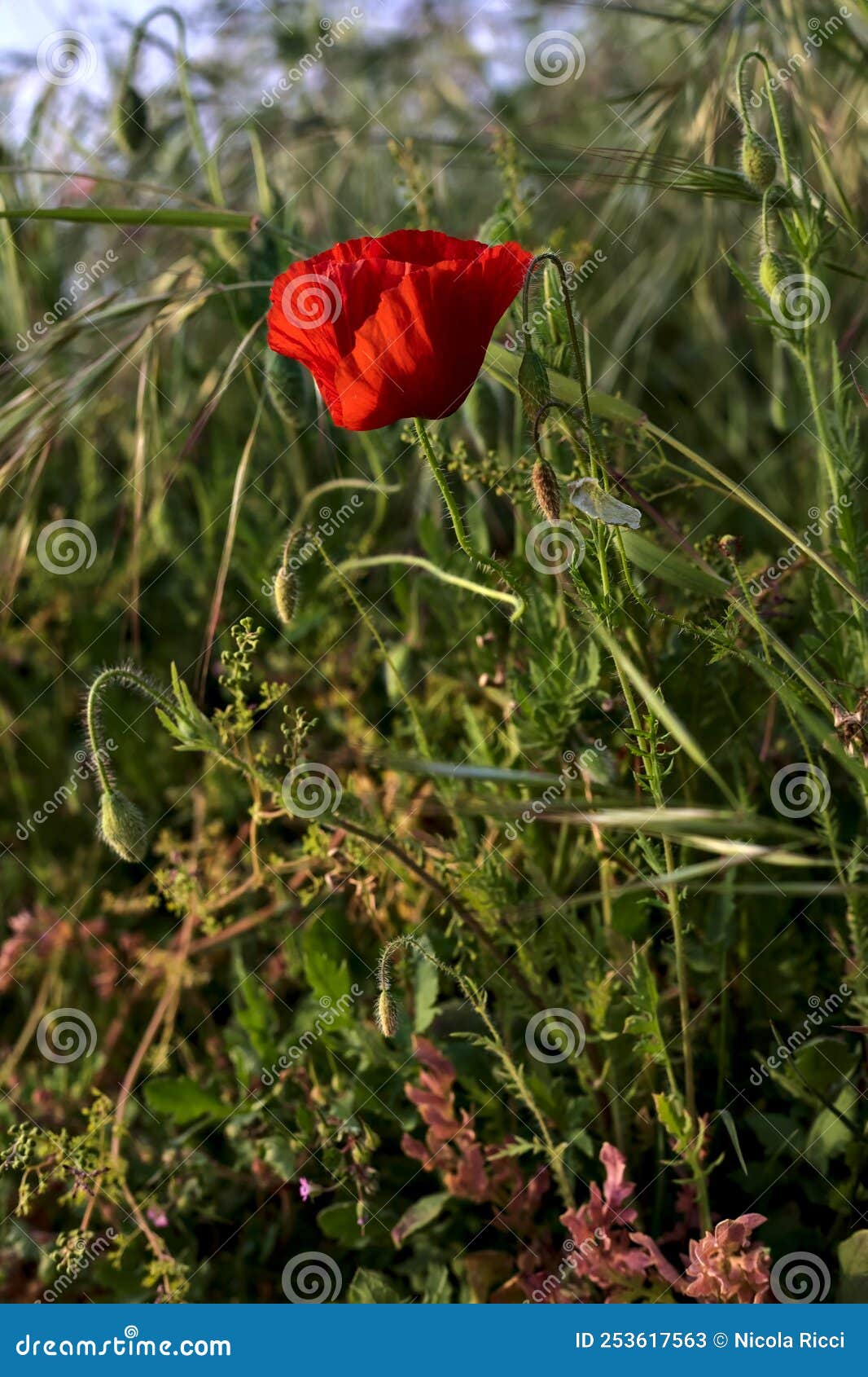 Poppy in the Grass at Sunset Stock Image - Image of fresh, dusk: 253617563