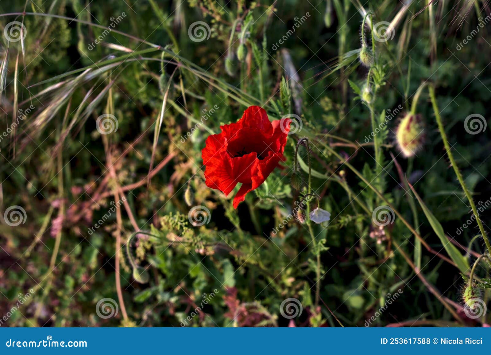 Poppy in the Grass at Sunset Stock Photo - Image of bloom, meadow ...