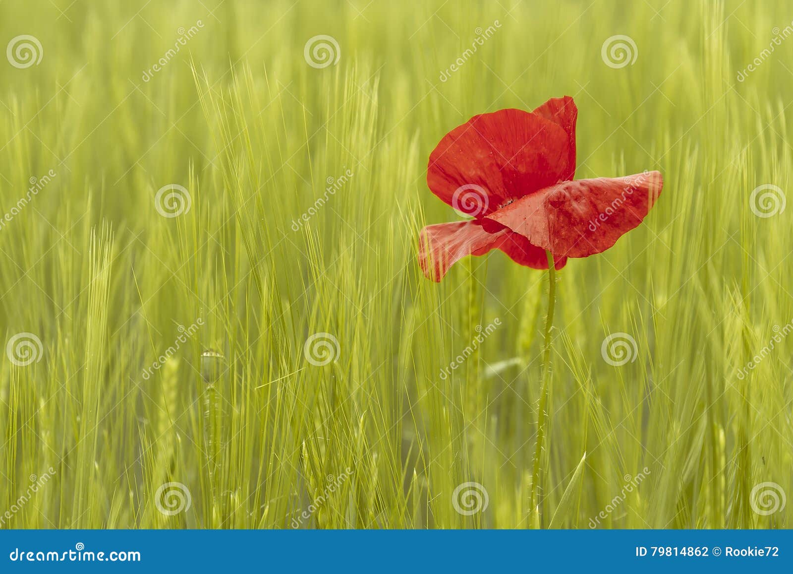Poppy on green background stock photo. Image of scene - 79814862