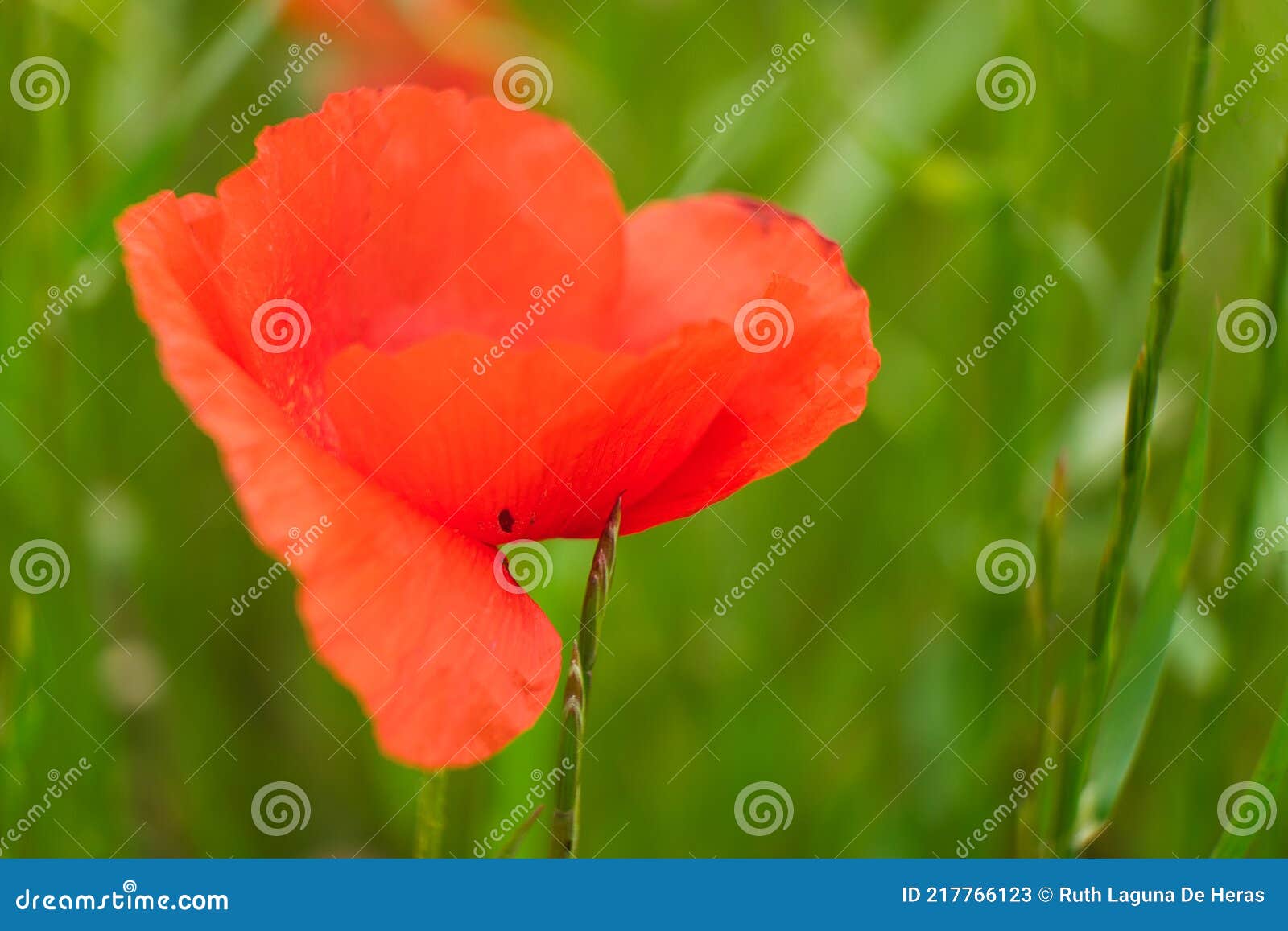 Poppy on green background stock image. Image of colors - 217766123
