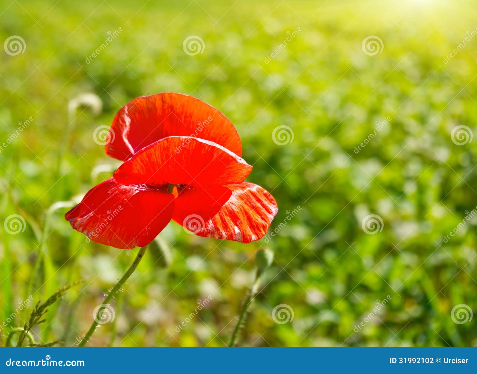 Poppy in green field stock photo. Image of poppy, blue - 31992102