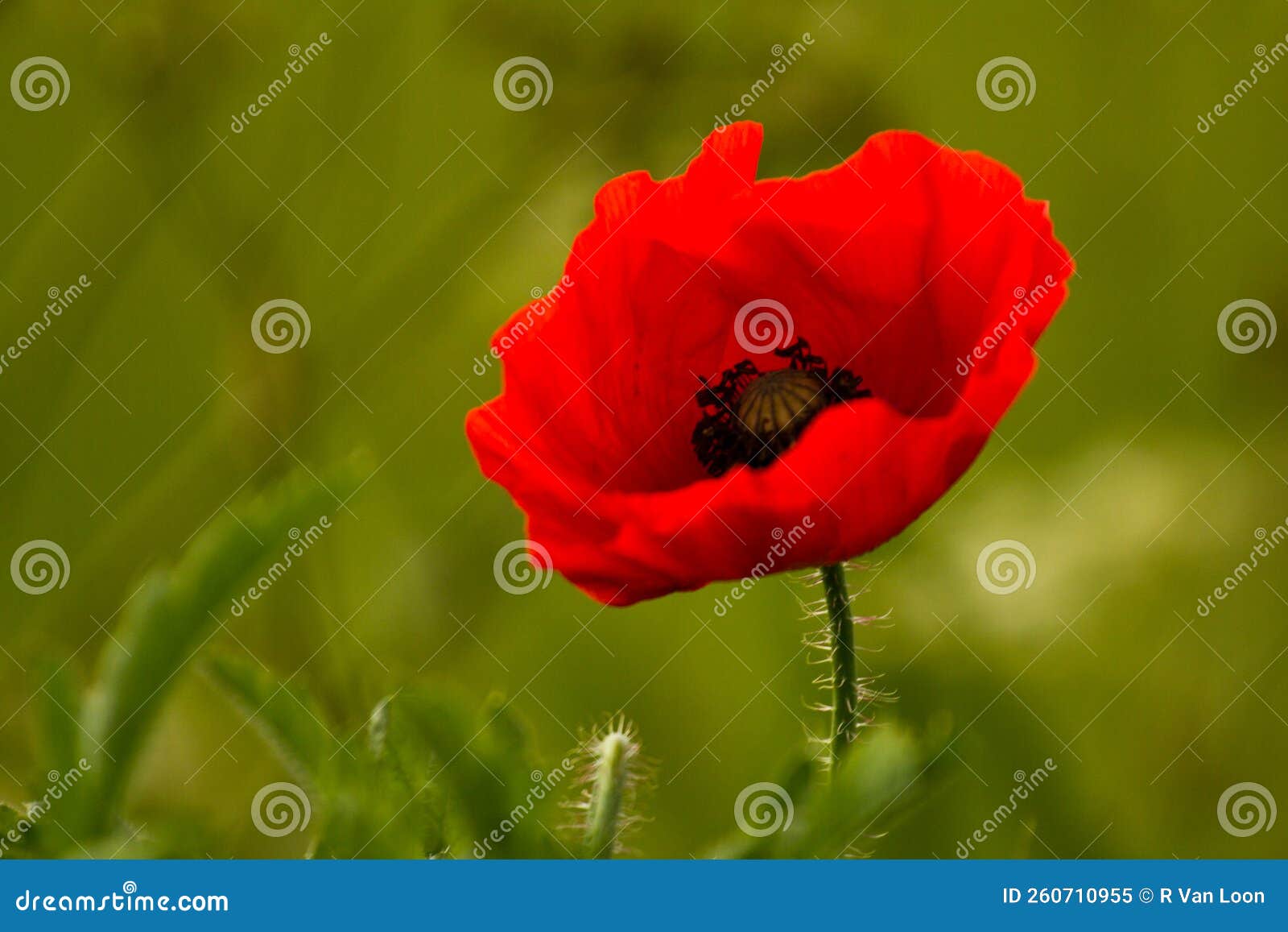 Poppy in green field stock image. Image of wildflower - 260710955