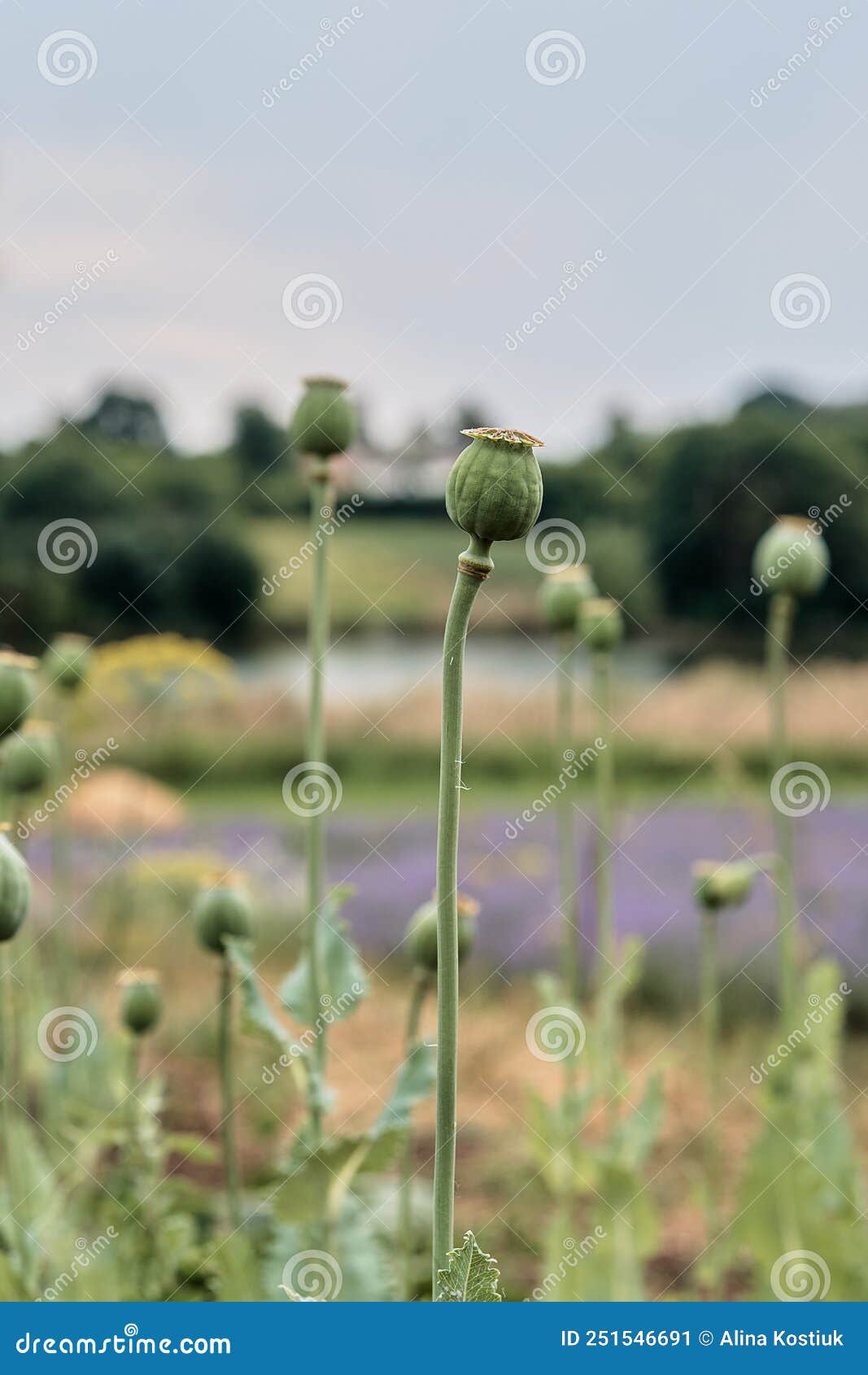 Poppy with Green Heads Grows in the Garden. Sleeping Poppy Stock Image ...