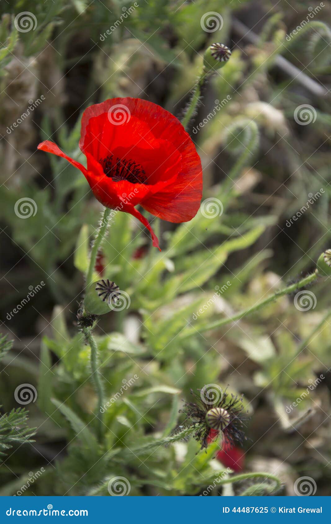 Poppy stock image. Image of detailing, plant, drug, form - 44487625