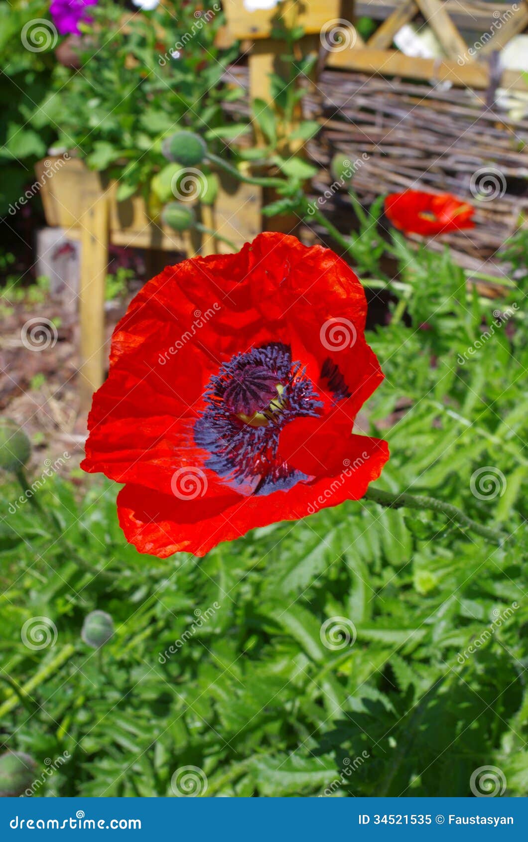 Poppy stock image. Image of wild, beautiful, agriculture - 34521535