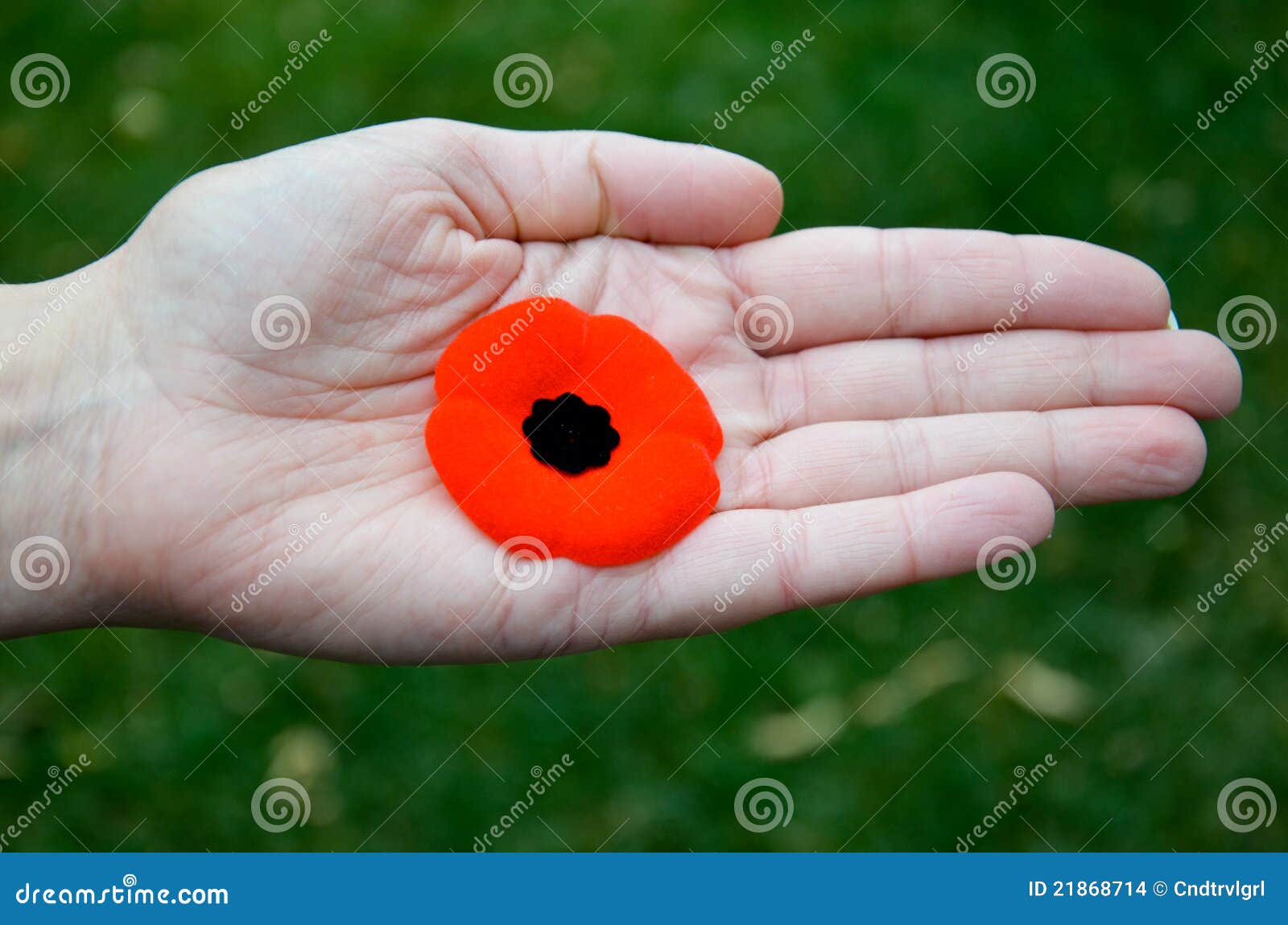 Poppy in Hand stock photo. Image of remebrance, respect - 21868714