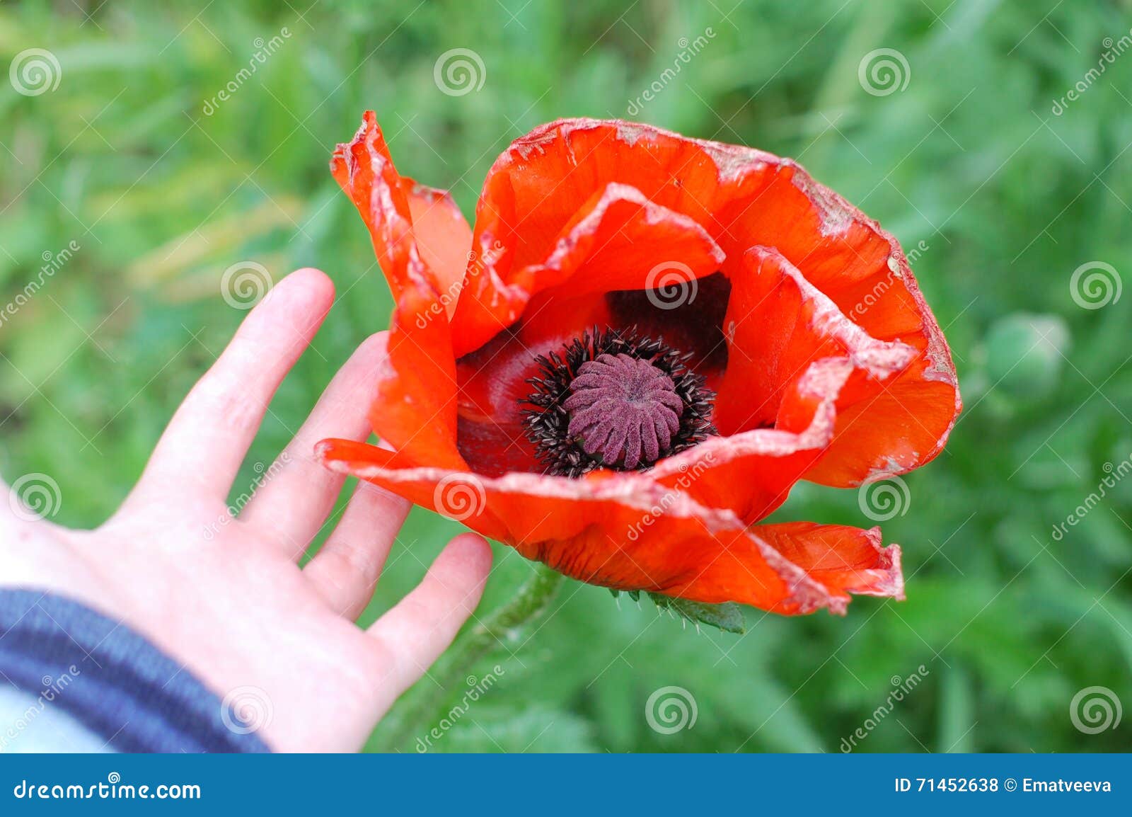 Poppy in the hand stock photo. Image of close, blossom - 71452638