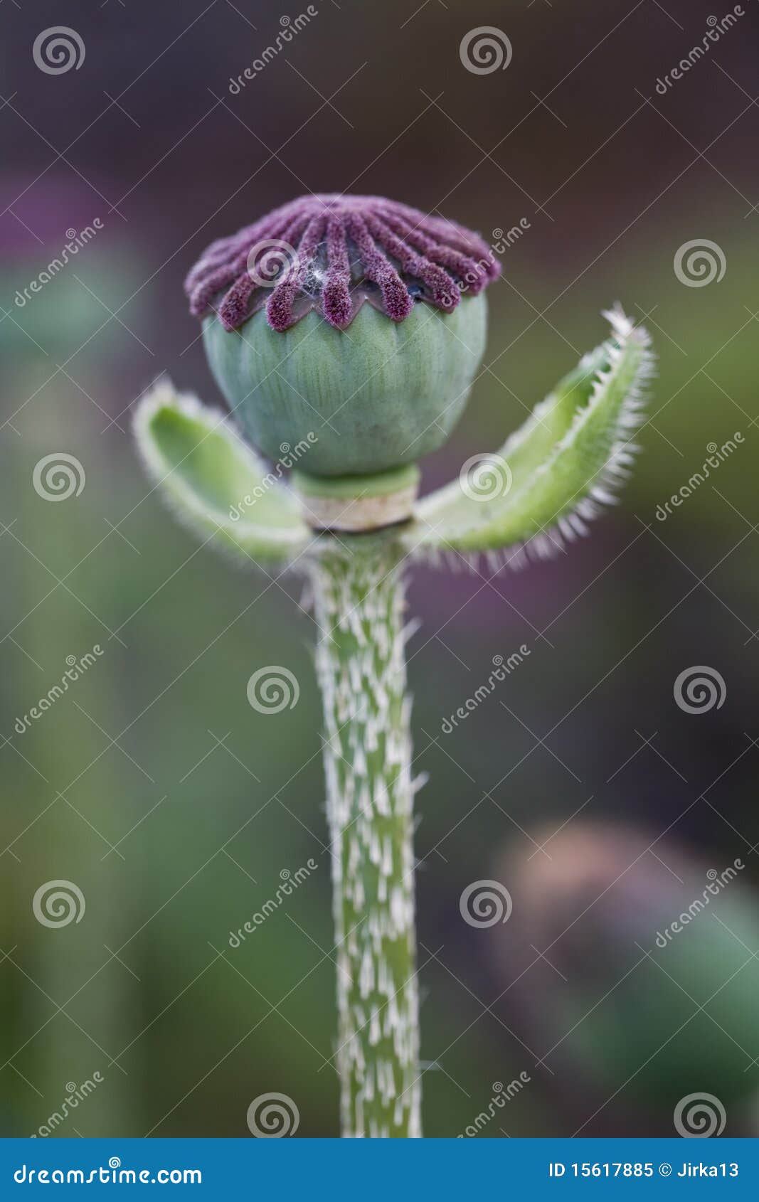 Poppy-head stock image. Image of flora, villi, grey, detail - 15617885