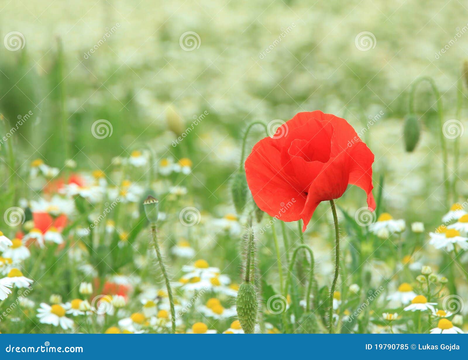 Poppy head stock image. Image of plant, beautiful, leaf - 19790785