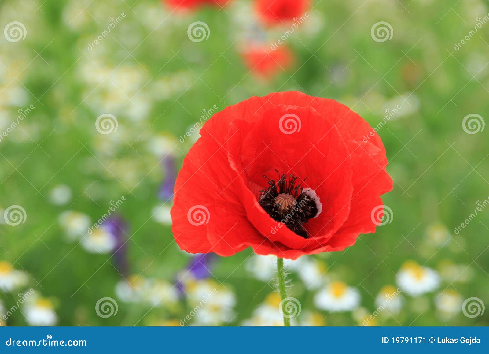 Poppy head stock image. Image of field, meadow, green - 19791171