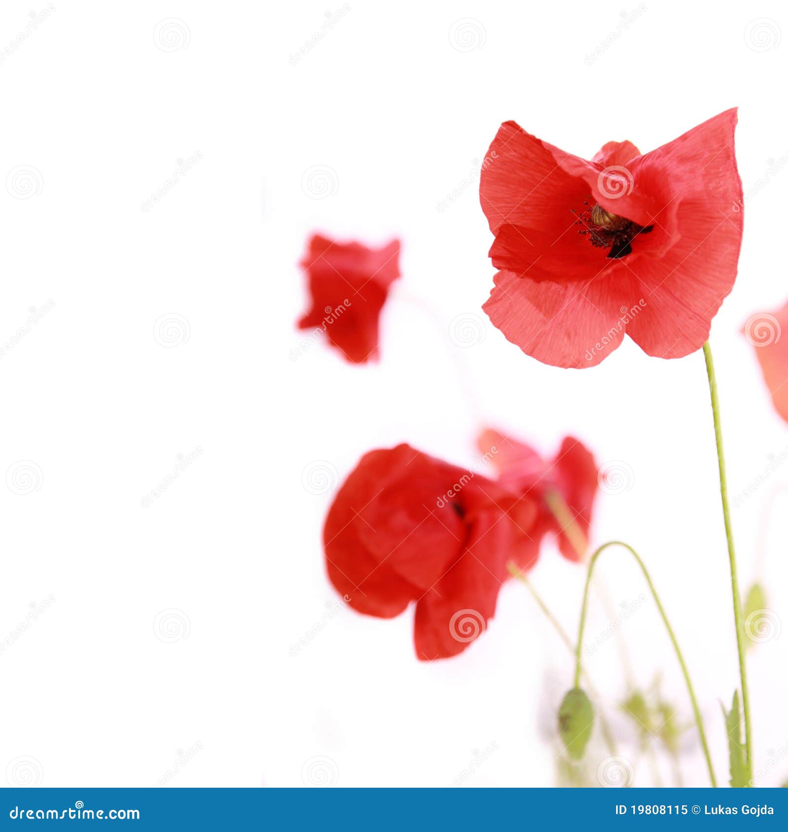 Poppy head stock image. Image of petal, natural, beautiful - 19808115