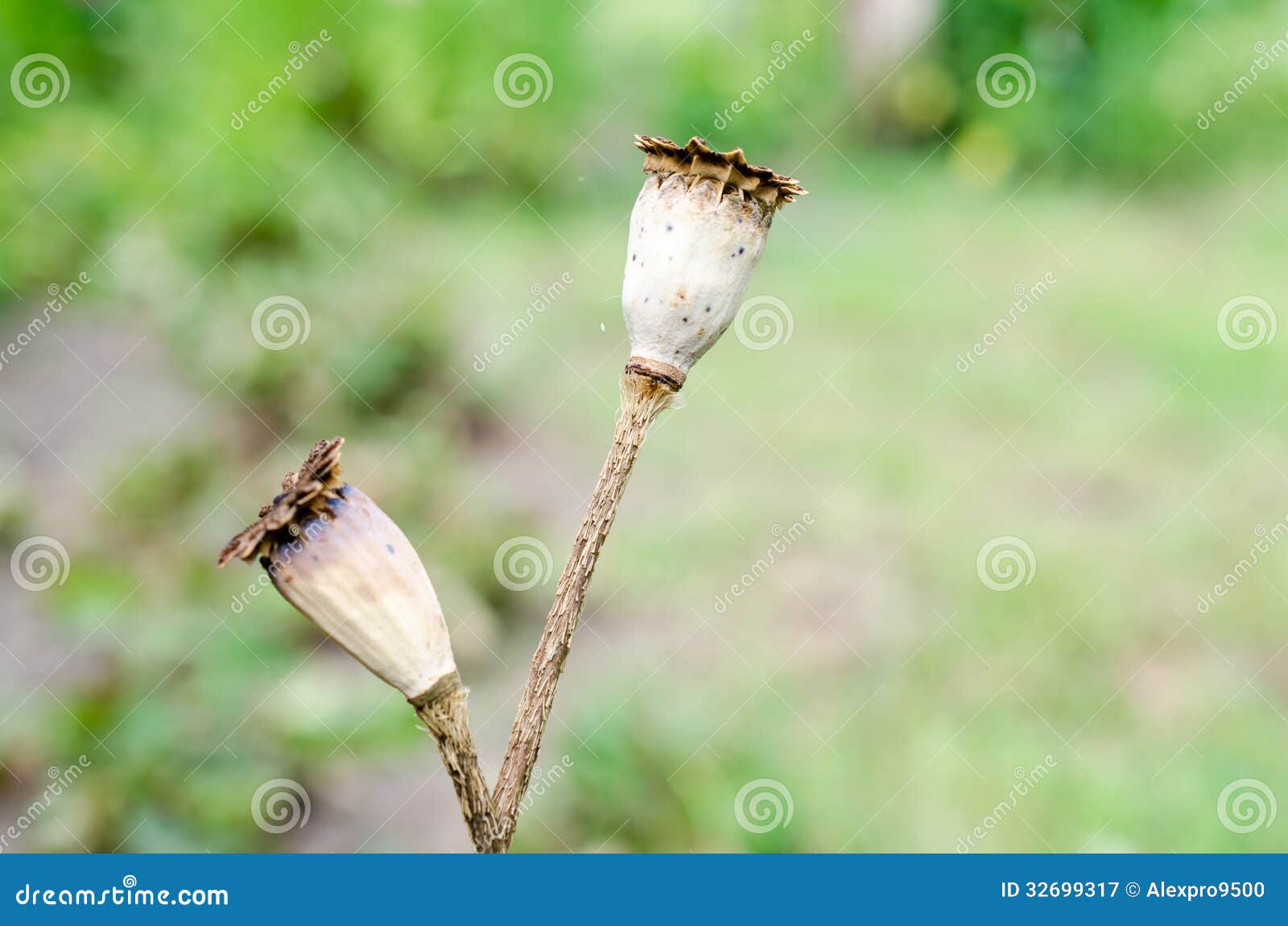 Poppy head stock image. Image of head, cultivate, bundle - 32699317