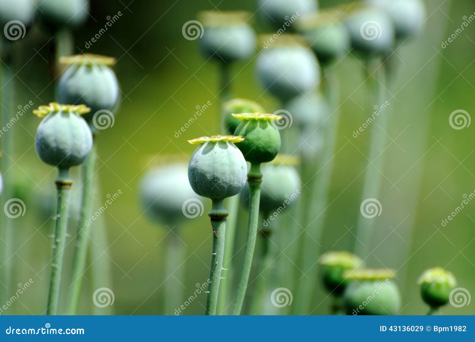 Poppy head. stock image. Image of field, background, agriculture - 43136029