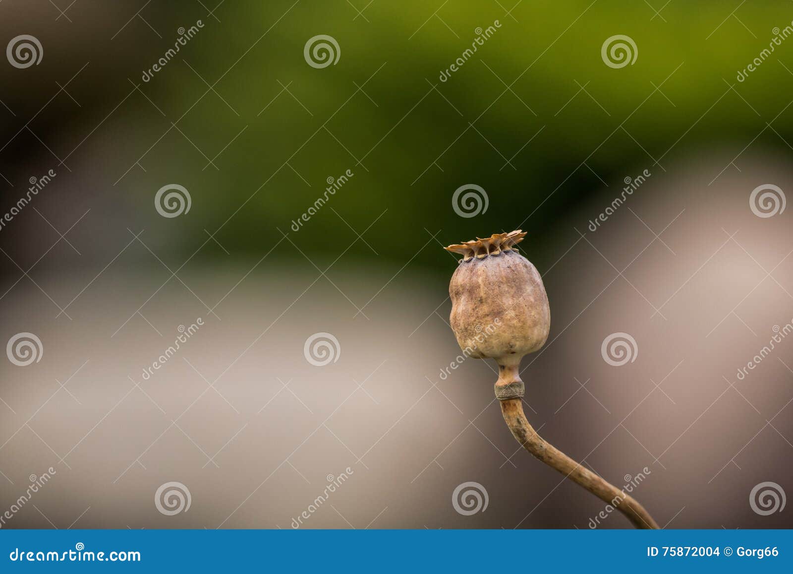 Poppy Head With Seeds Stock Photography | CartoonDealer.com #20625614