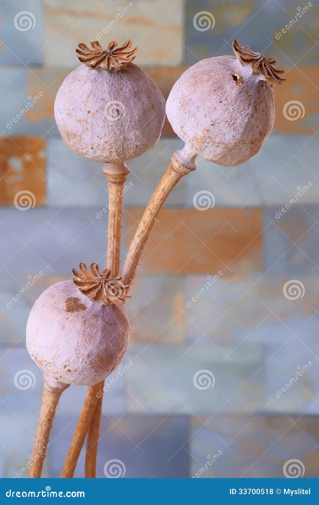 Poppy head stock photo. Image of closeup, botanical, opium - 33700518