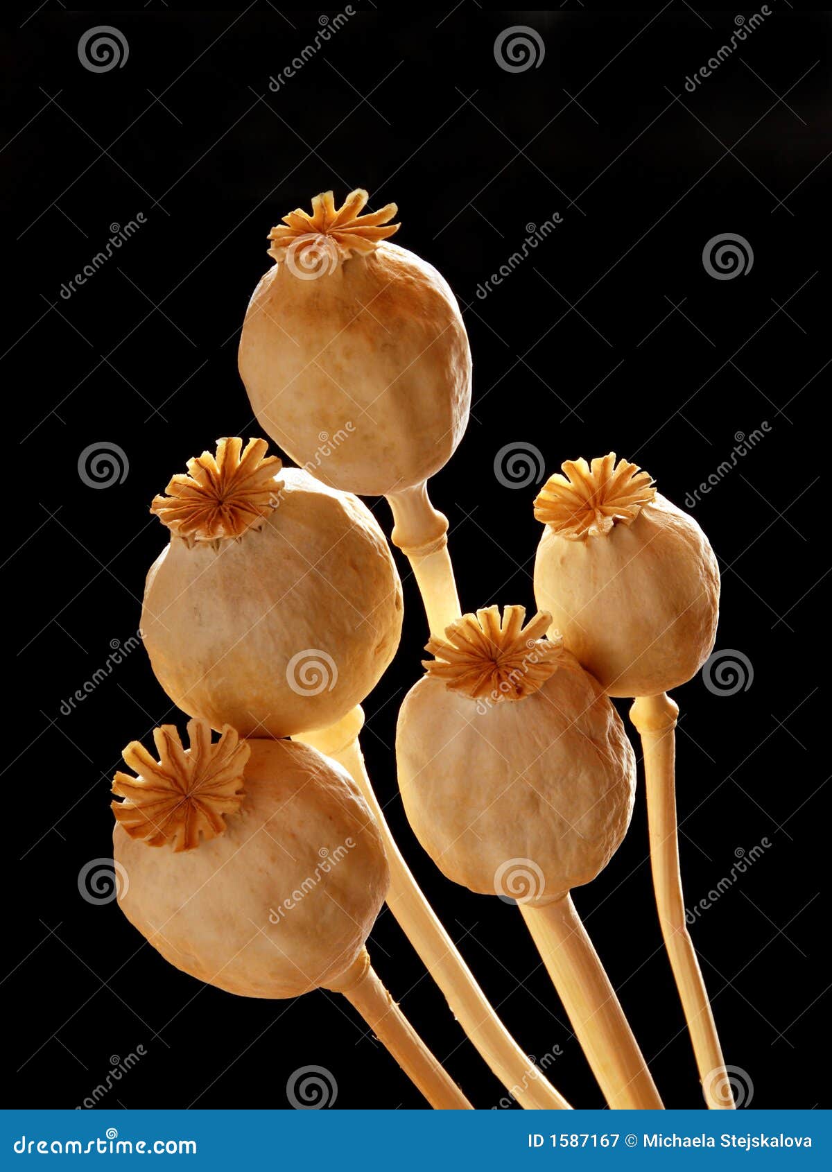 Poppy heads stock image. Image of botanical, cultivate - 1587167