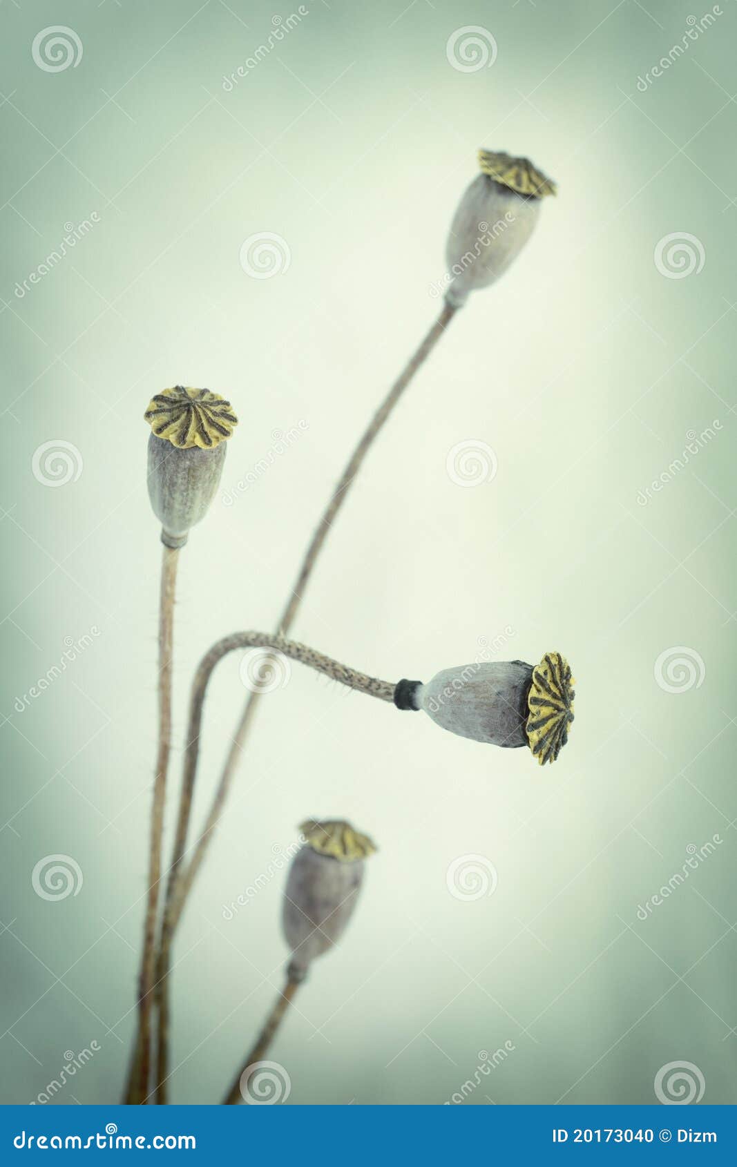 Poppy heads stock photo. Image of greeting, flower, sorrowful - 20173040