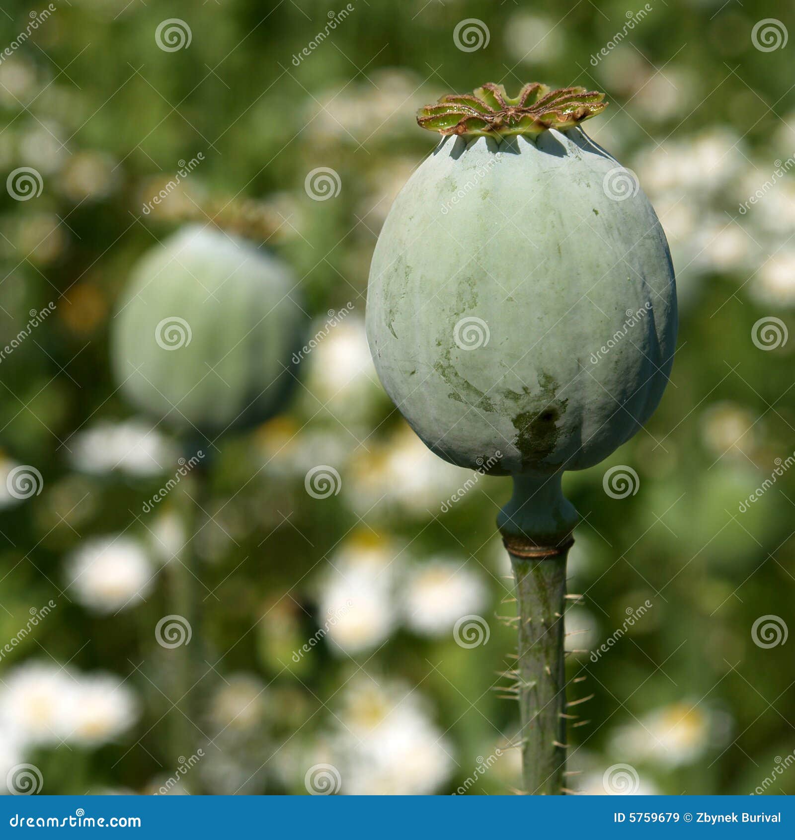 Poppy heads stock image. Image of agriculture, flower - 5759679
