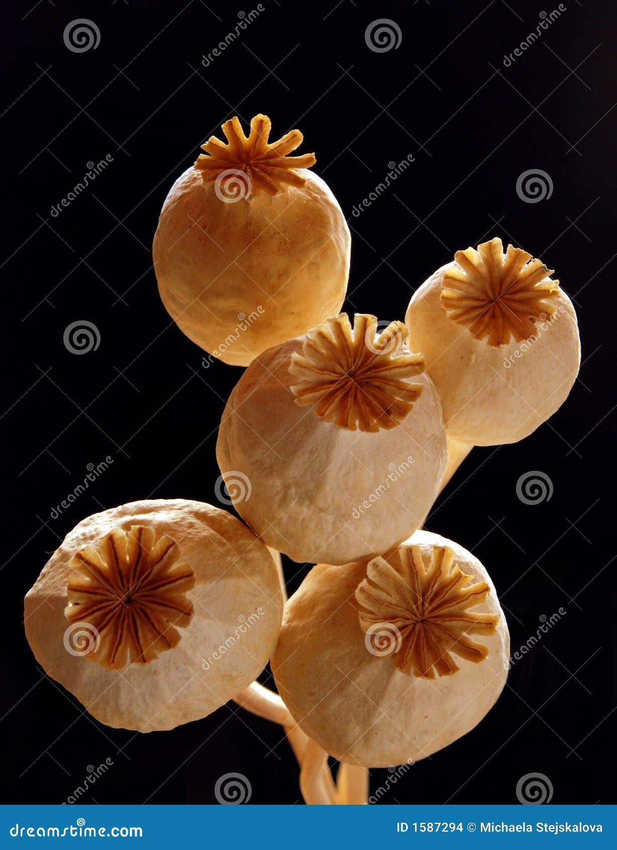 Poppy heads on black stock photo. Image of drugs, bloom - 1587294