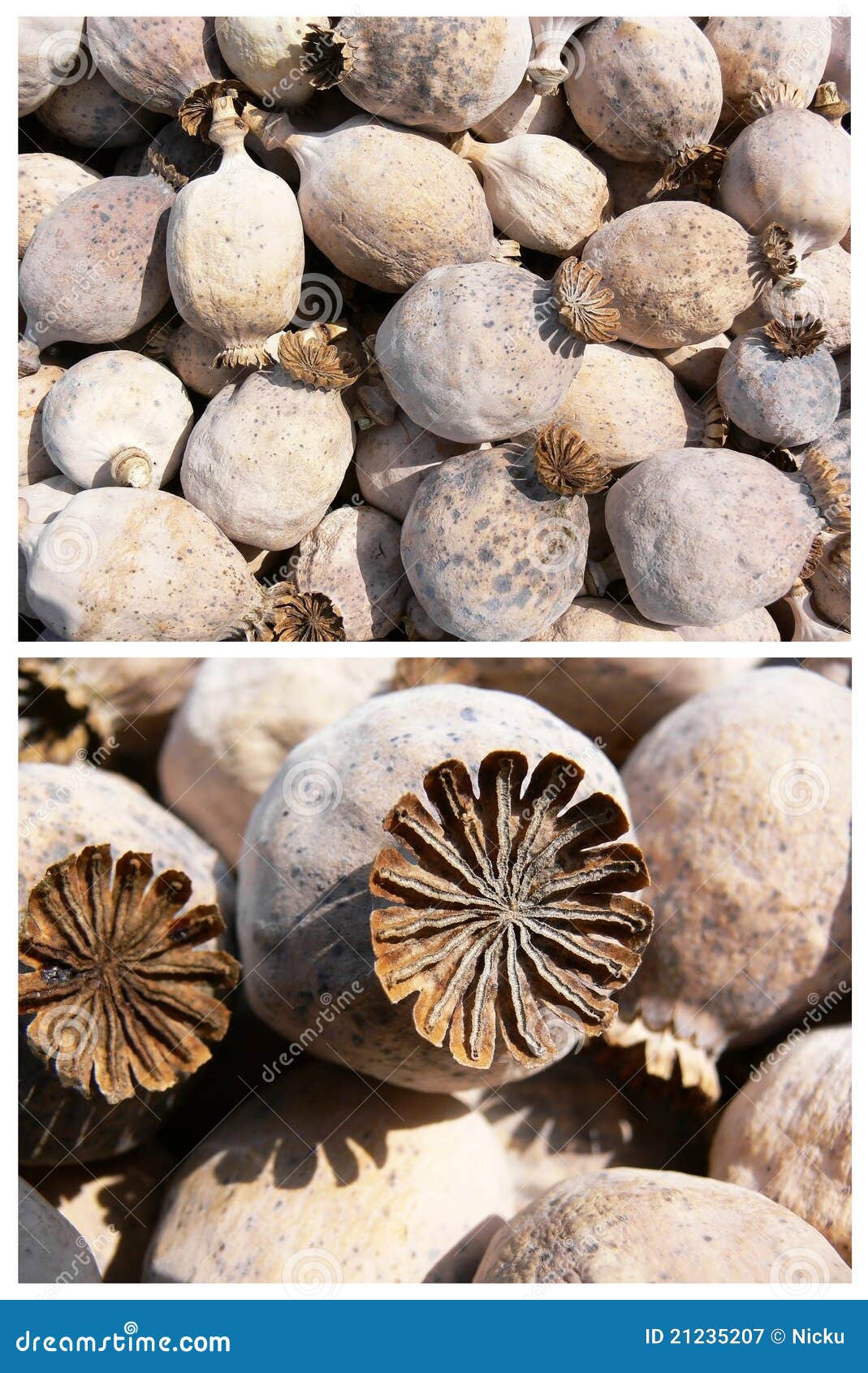 Poppy heads detail stock image. Image of harvested, seed - 21235207