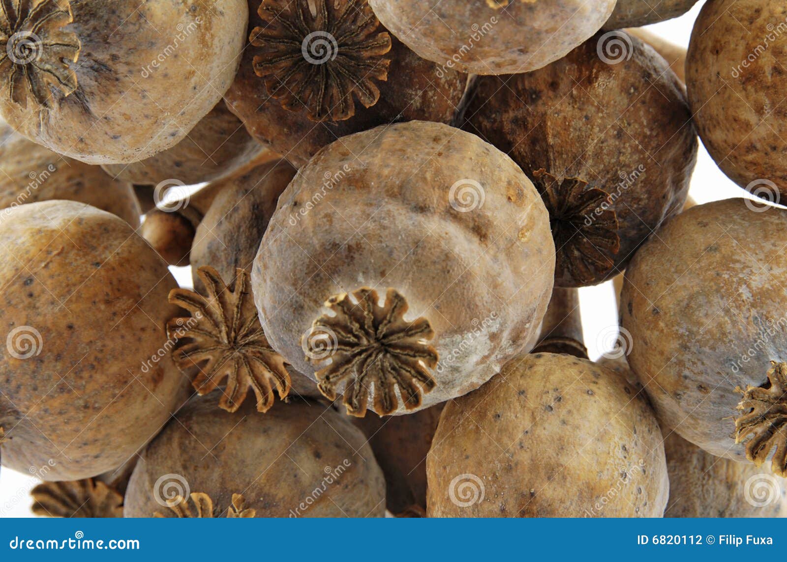 Poppy heads detail stock photo. Image of cultivate, outline - 6820112