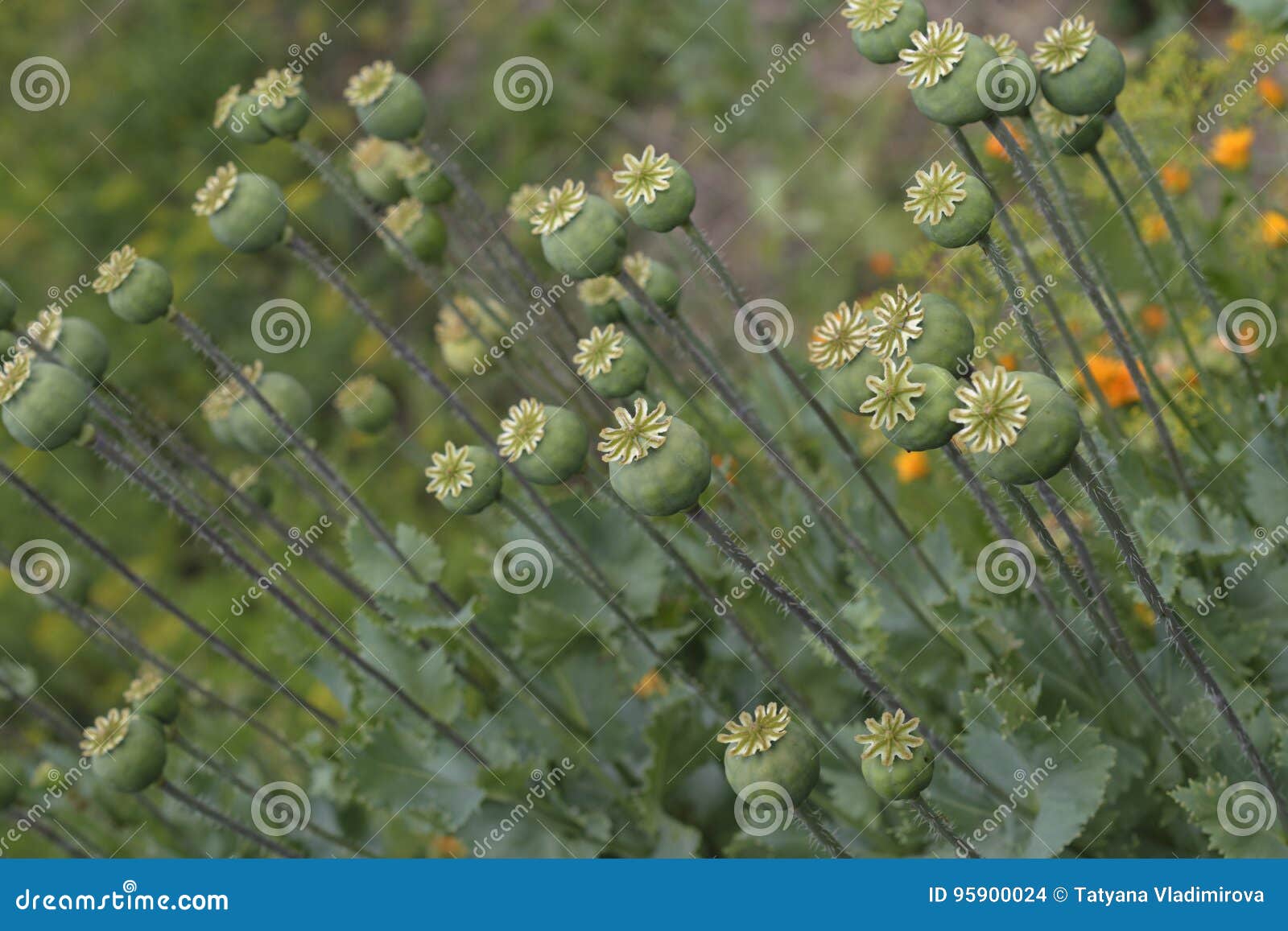 Poppy heads stock photo. Image of flora, background, large - 95900024