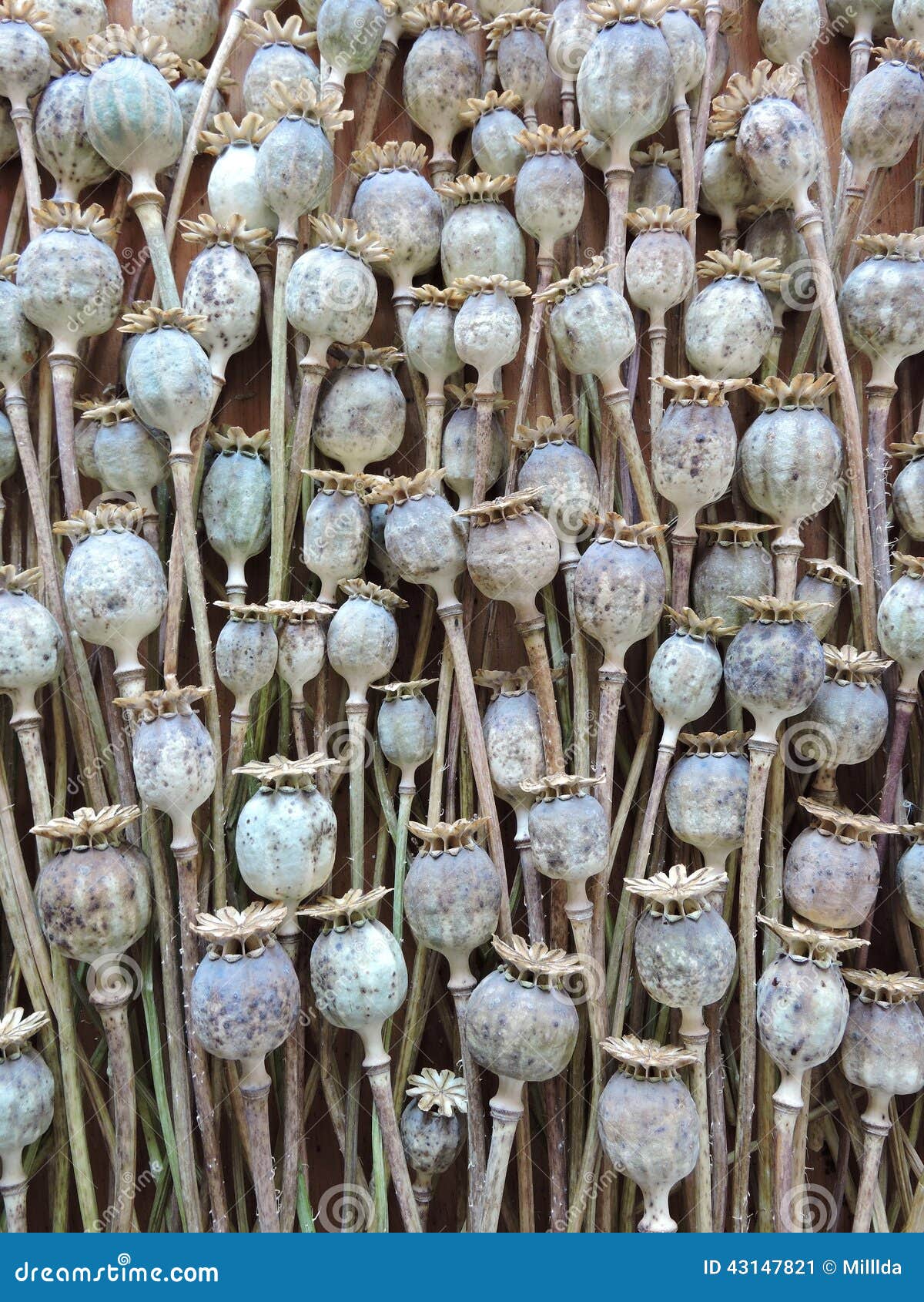 Poppy heads pattern stock image. Image of background - 43147821