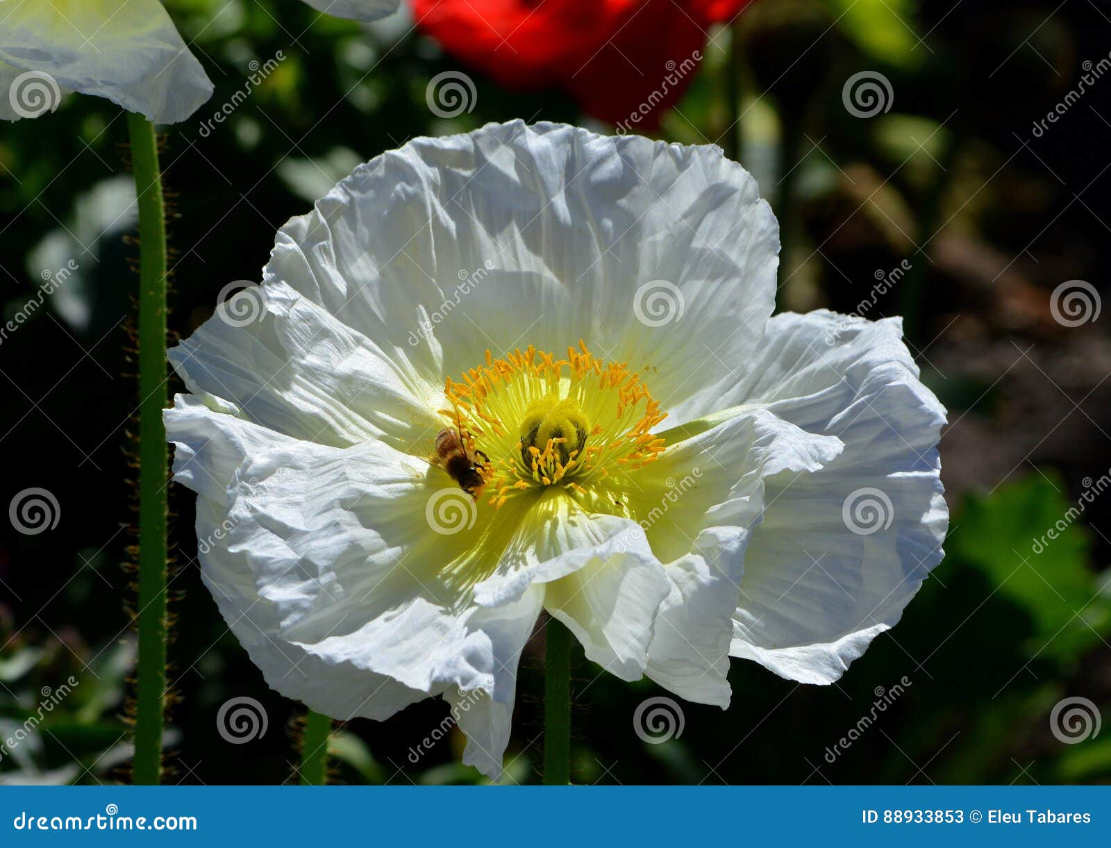 Poppy stock image. Image of yard, flower, nature, plant - 88933853
