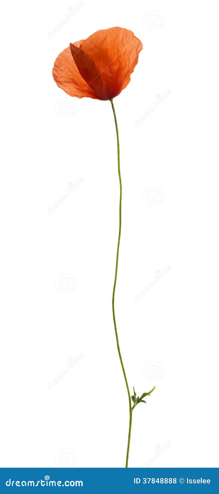 Poppy, isolated stock photo. Image of shot, flowery, plant - 37848888