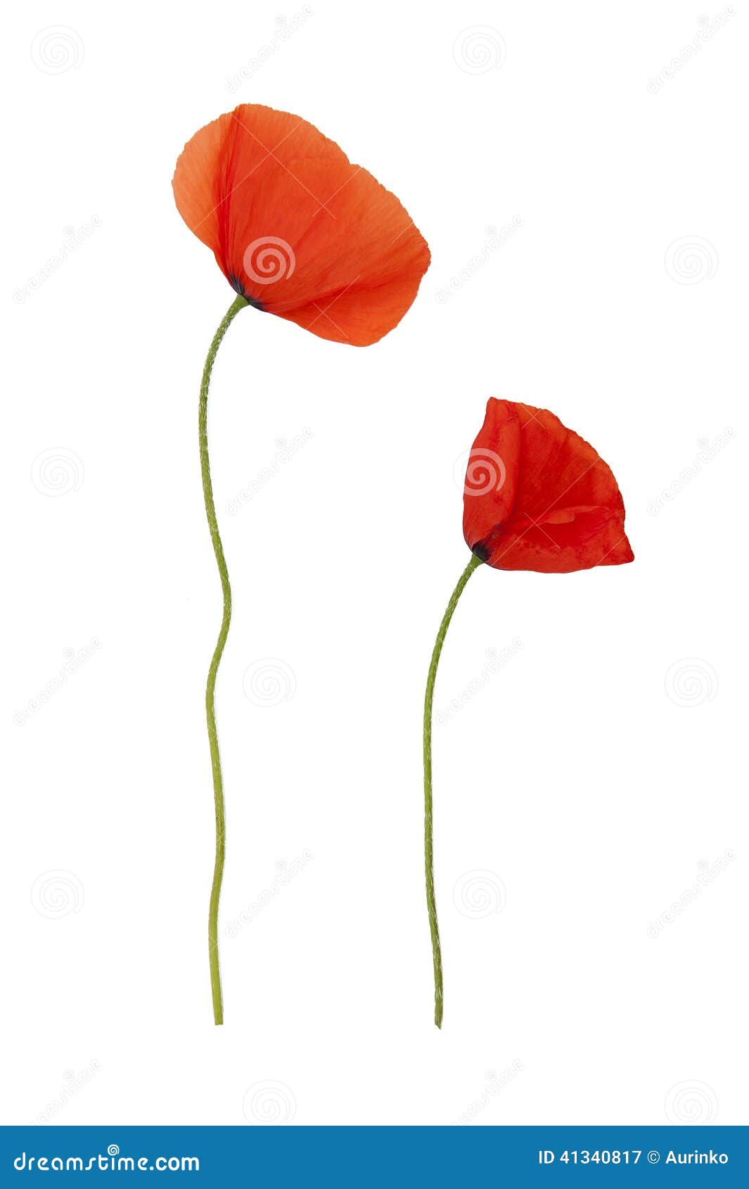 Poppy stock image. Image of biology, culture, couple - 41340817