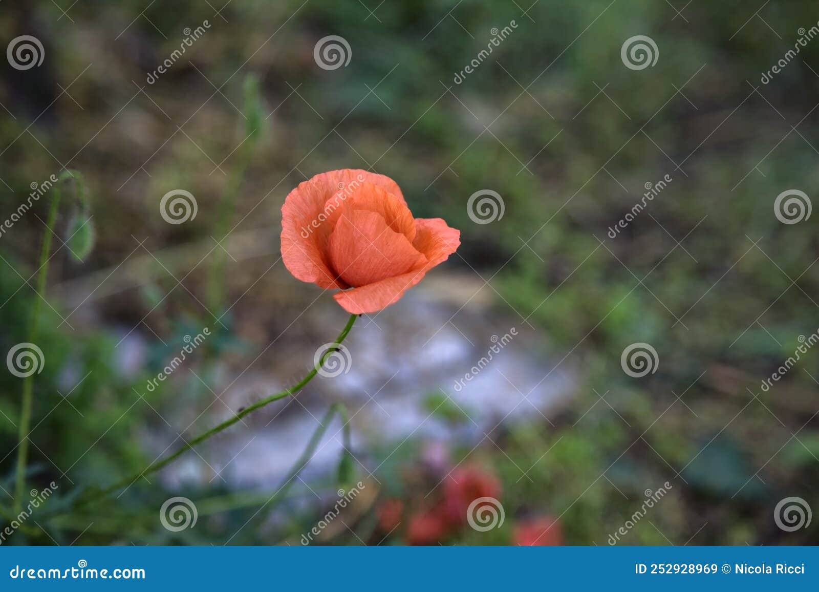 Poppy on Its Stem with Grass As Background Stock Image - Image of color ...