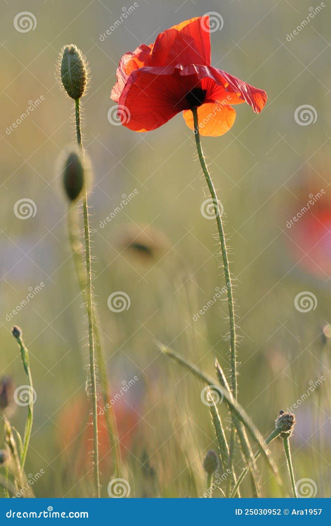 Poppy Lady stock photo. Image of savage, beauty, flora - 25030952