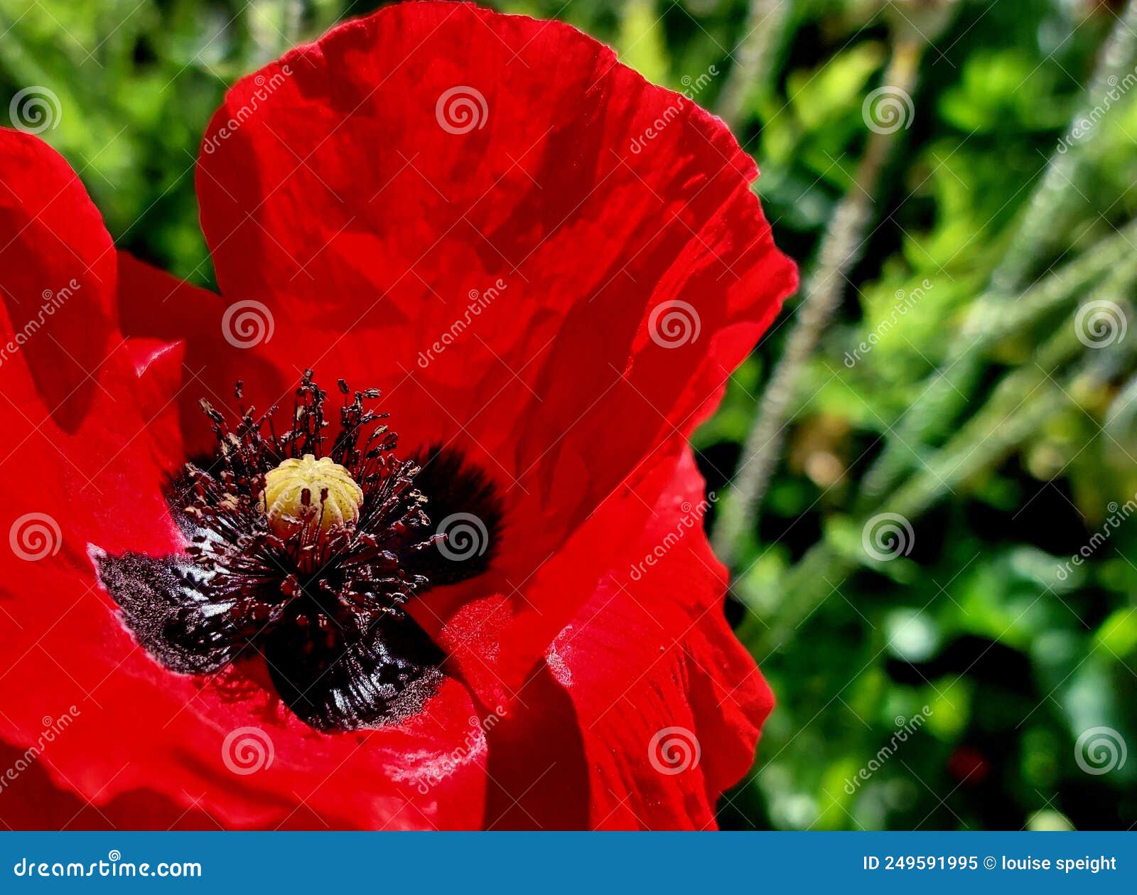 Poppy by the lake stock image. Image of flower, rose - 249591995