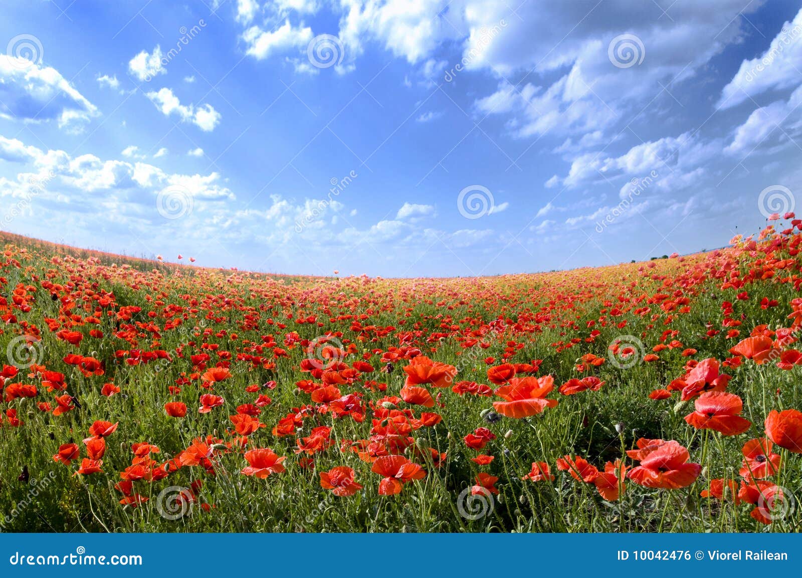 Poppy landscape stock photo. Image of plain, nature, colorful - 10042476