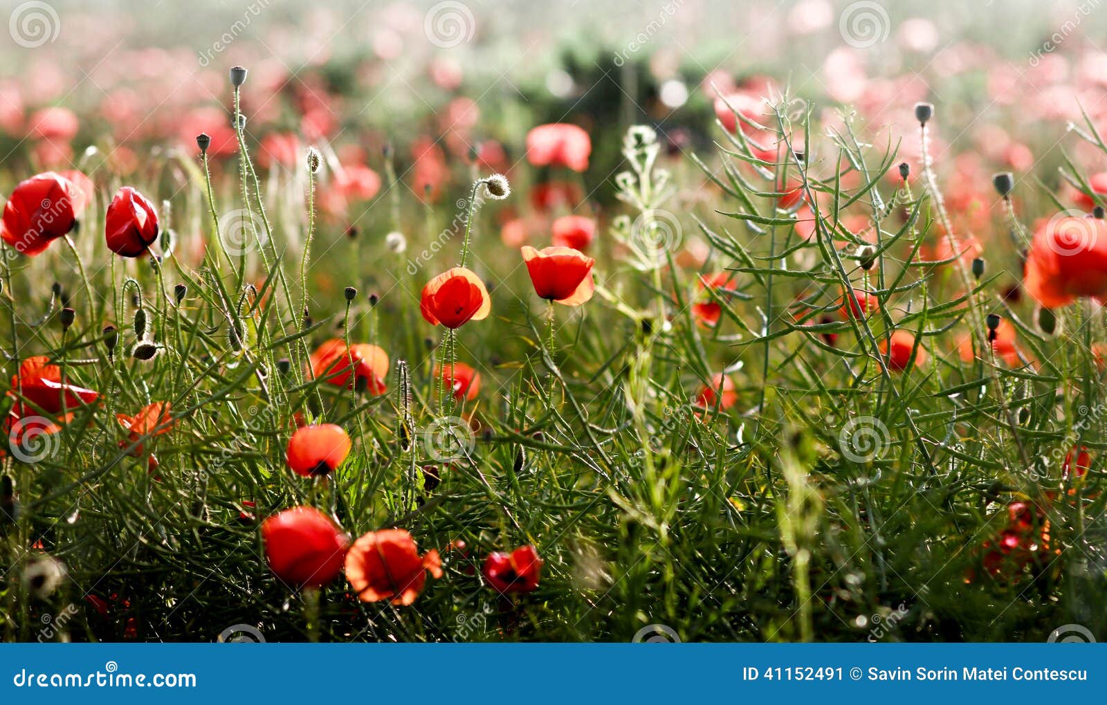 Poppy landscape stock image. Image of border, beautiful - 41152491