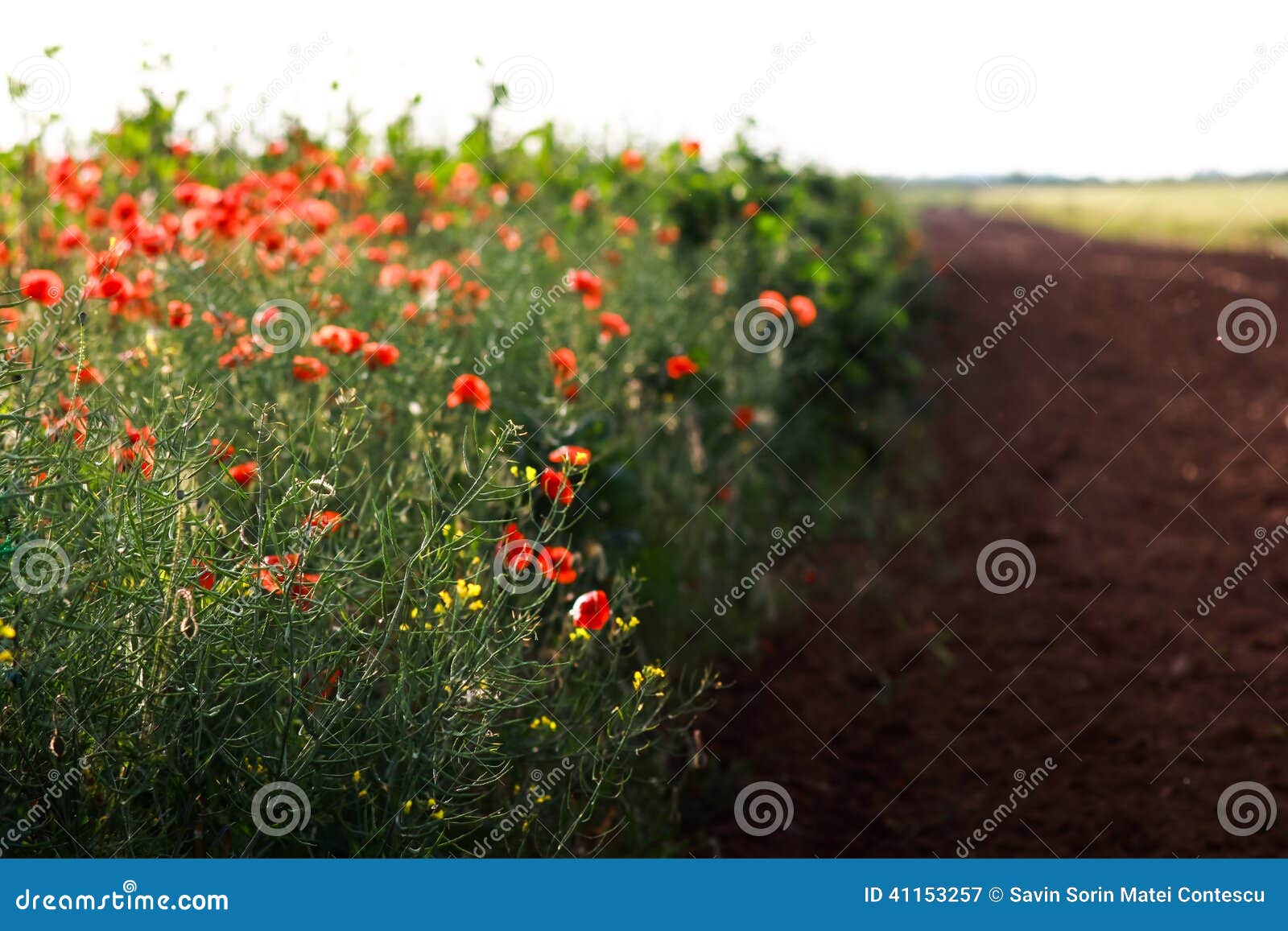 Poppy landscape stock image. Image of head, landscape - 41153257