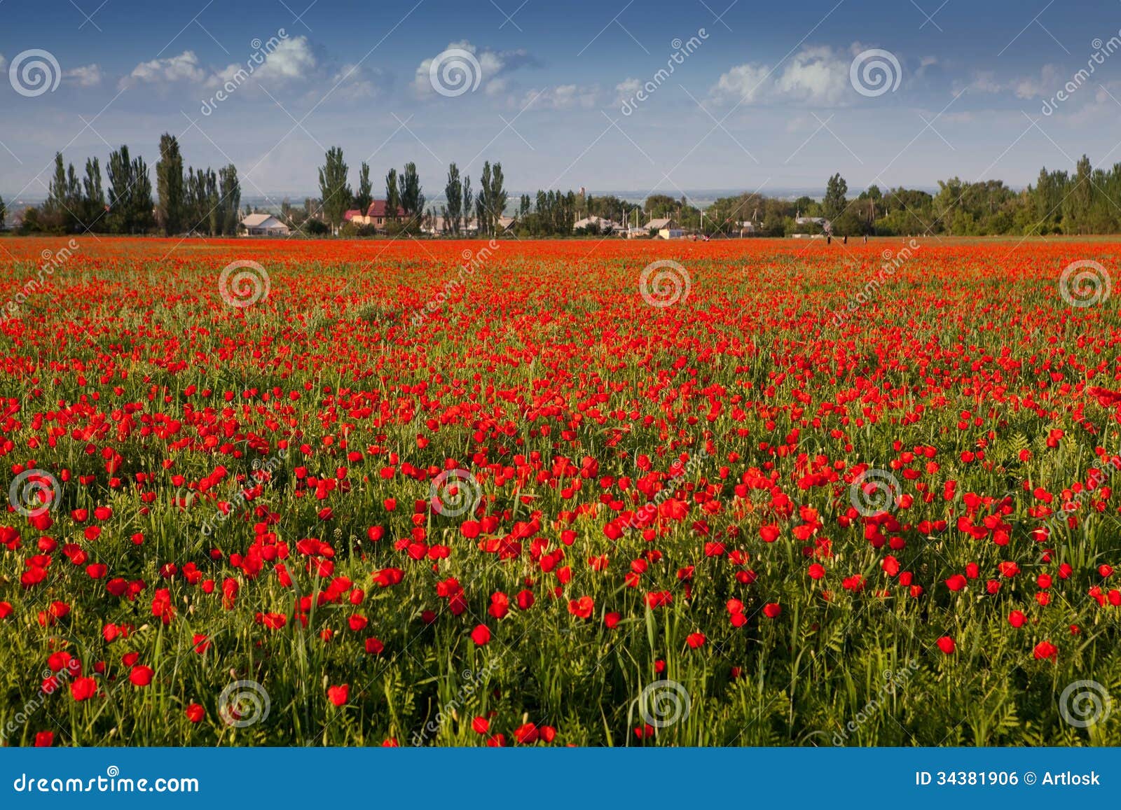 Poppy landscape stock photo. Image of grass, clear, heat - 34381906