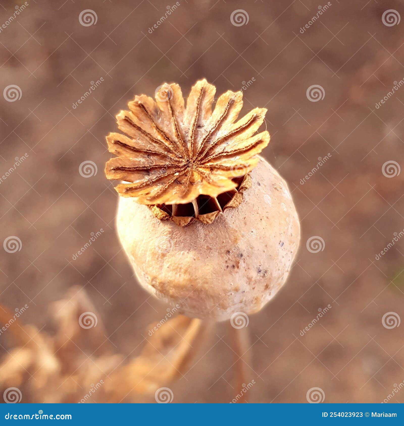 Poppy Large Seed Head. Dried Poppy Flower Head. Stock Image - Image of ...