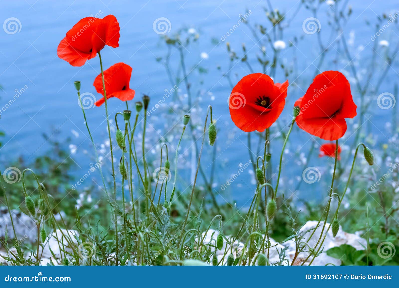 Poppy stock image. Image of summer, nature, warm, coastline - 31692107