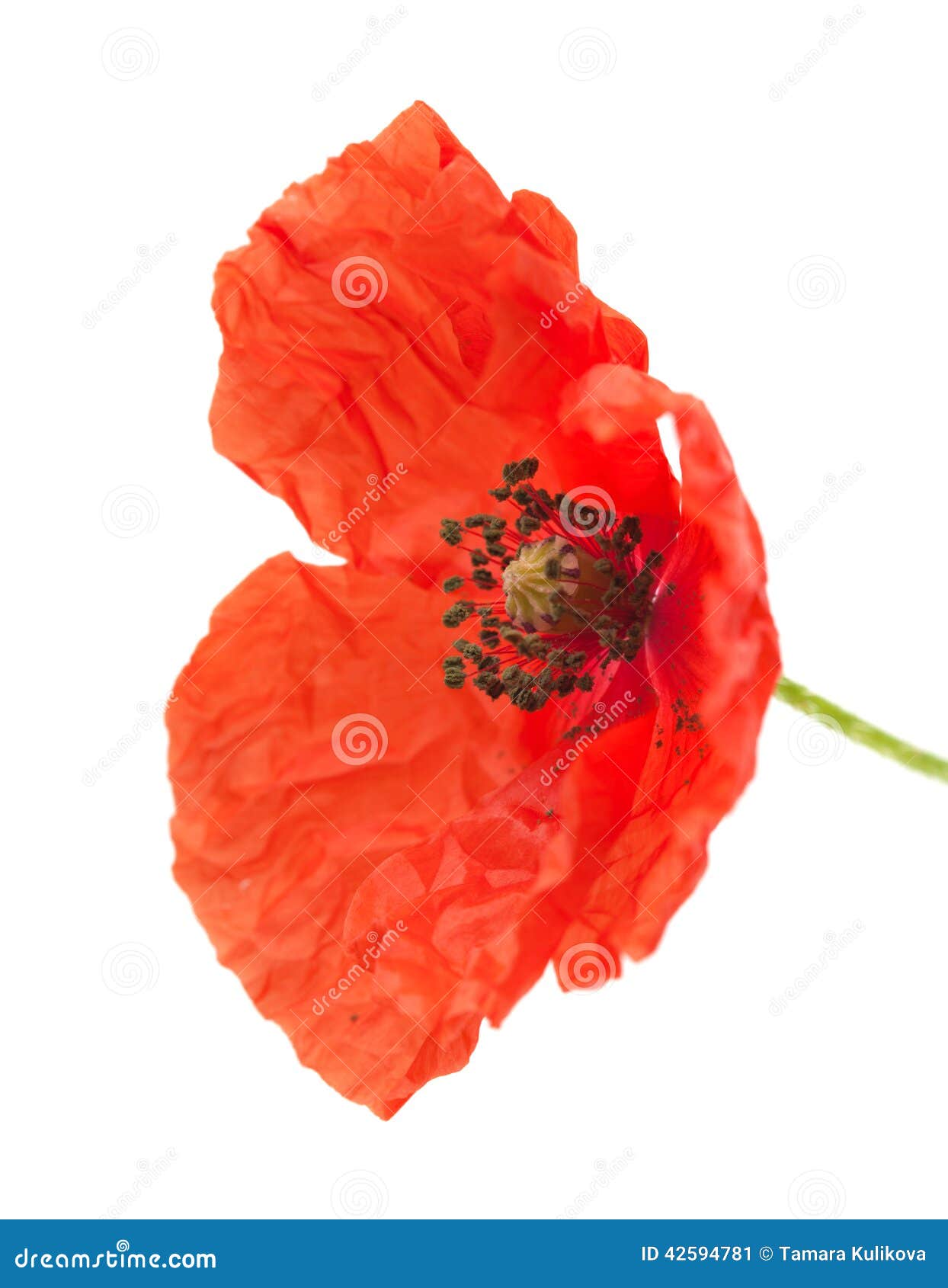 Poppy stock image. Image of beautiful, floral, name, poppy - 42594781