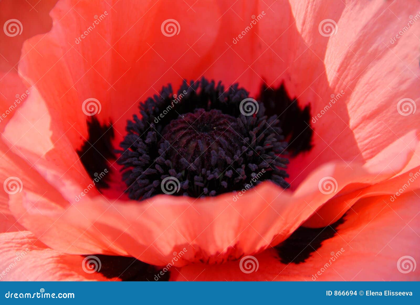 Poppy macro stock photo. Image of single, gardening, blooming - 866694