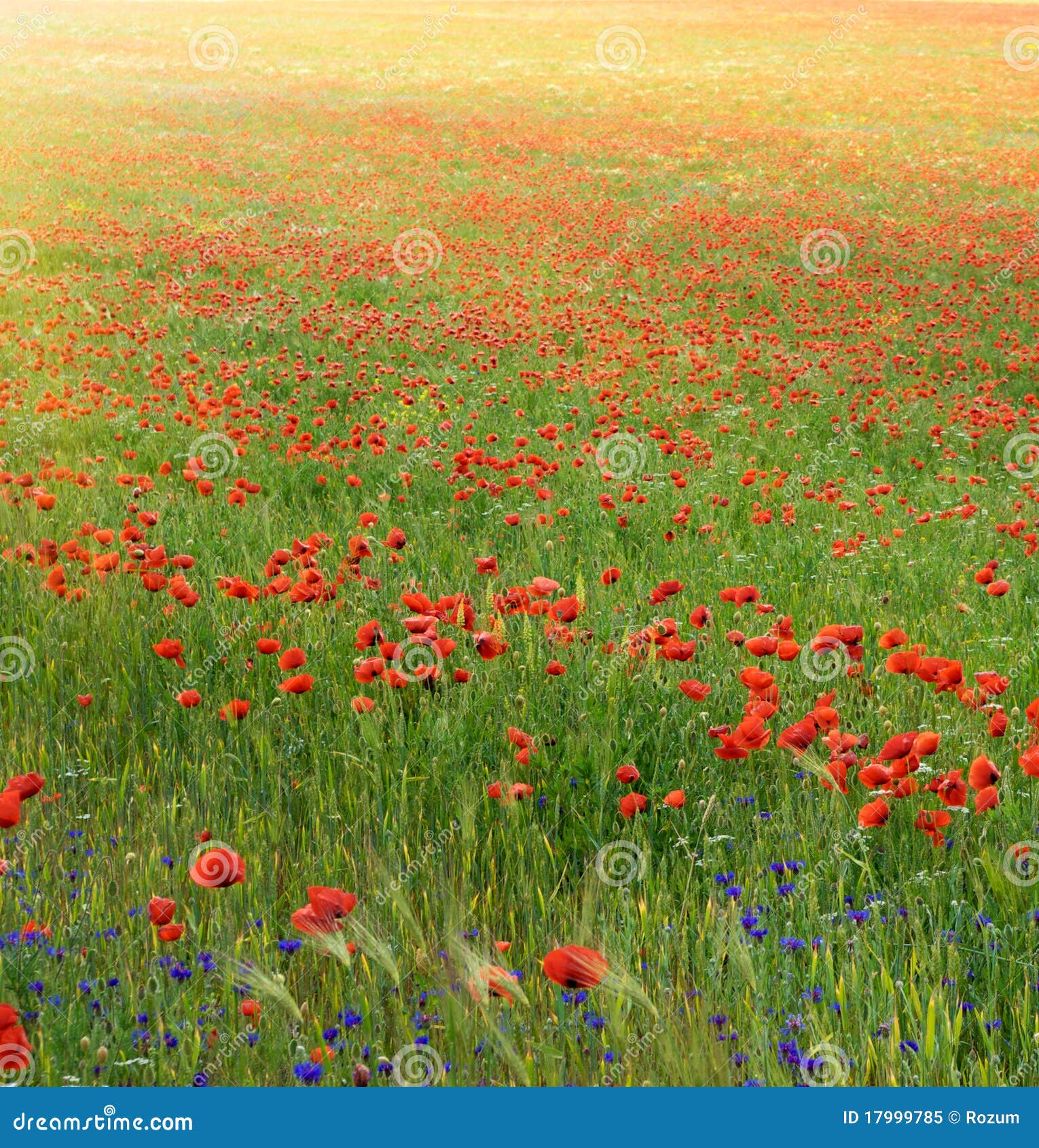 Poppy meadow stock image. Image of petal, herb, agriculture - 17999785