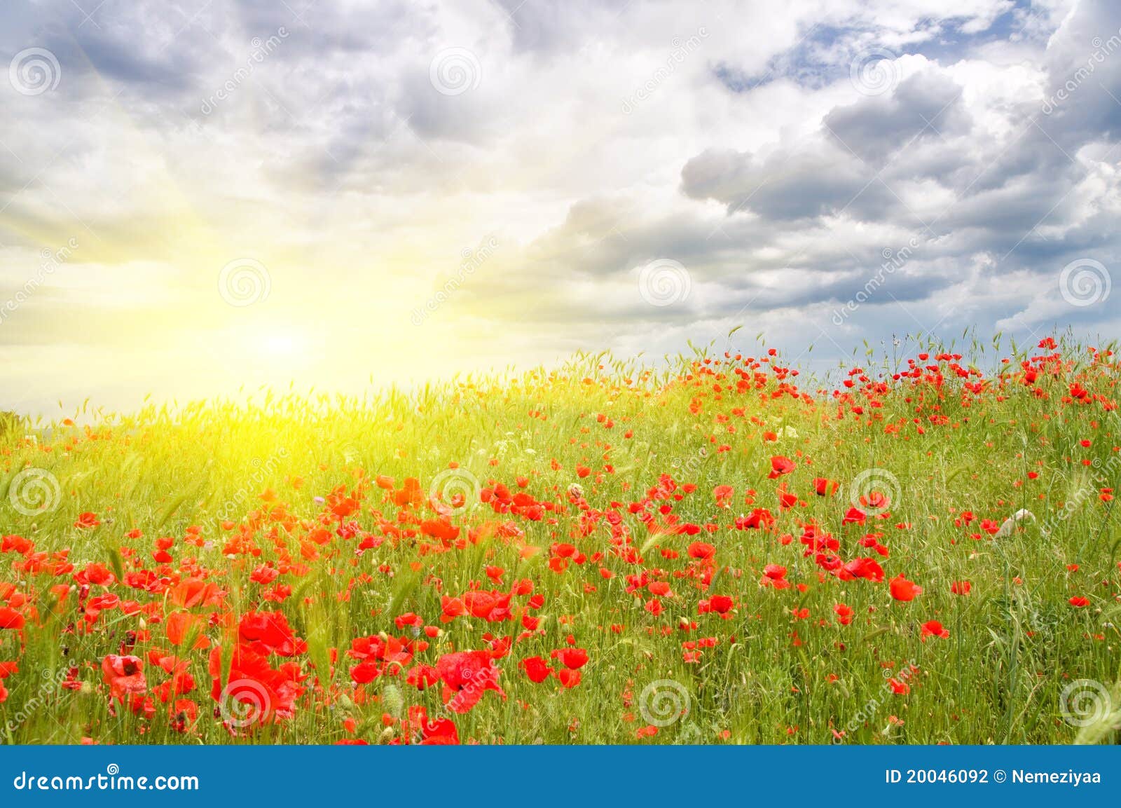 Poppy meadow. stock photo. Image of beautiful, blossom - 20046092