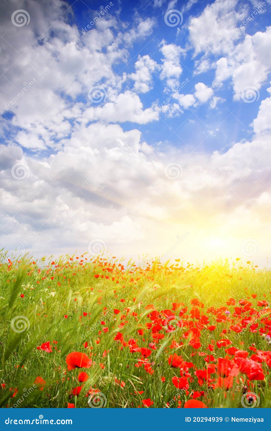 Poppy meadow. stock image. Image of blue, herbal, life - 20294939