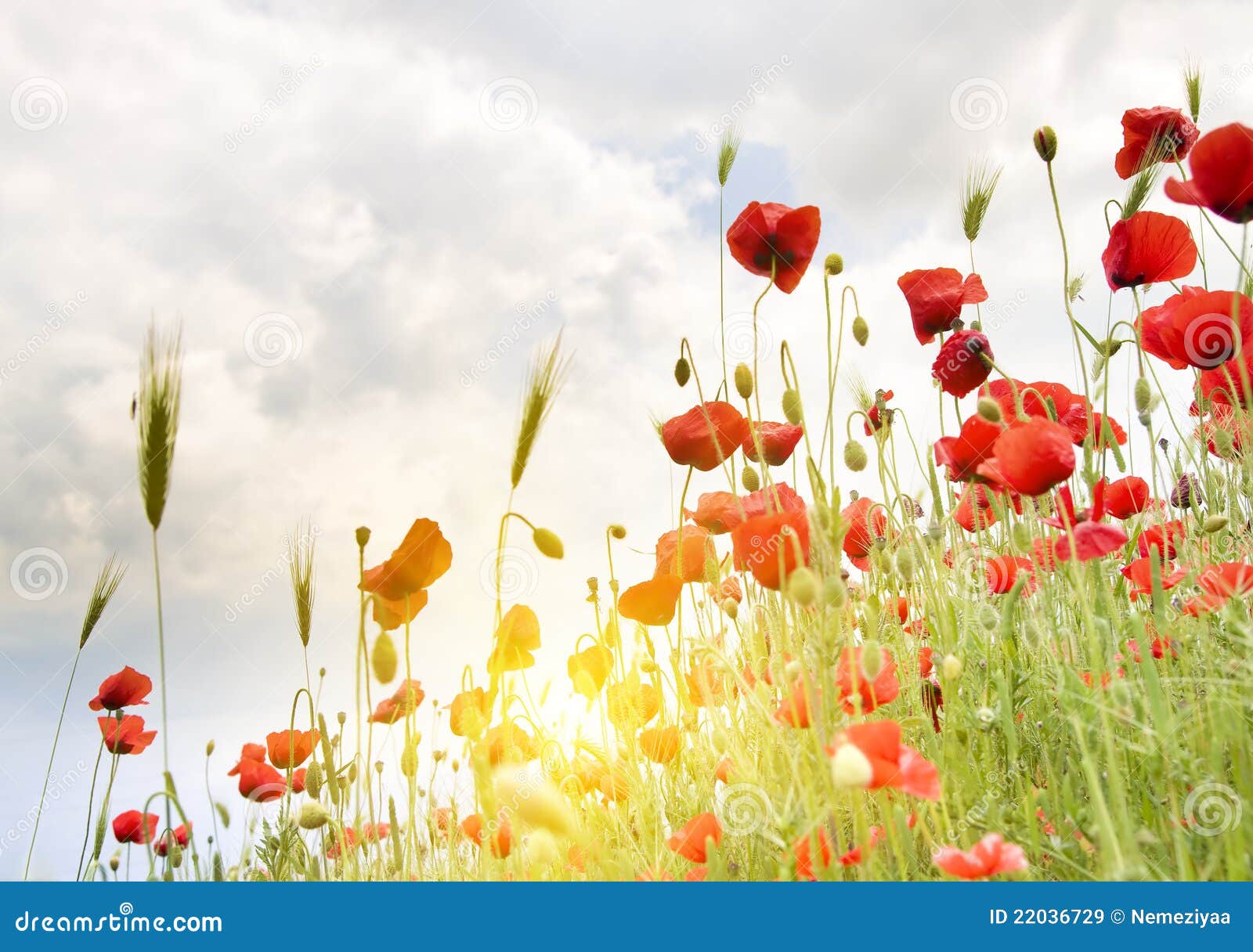 Poppy meadow stock image. Image of beauty, beautiful - 22036729