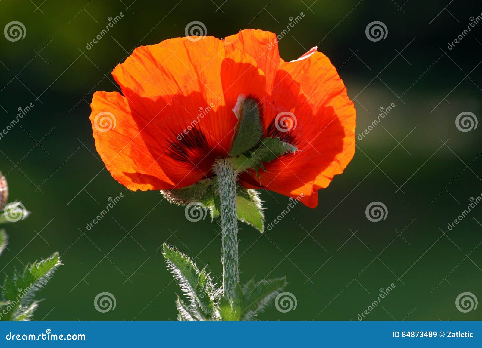 Poppy stock image. Image of agricultural, flowers, flour - 84873489