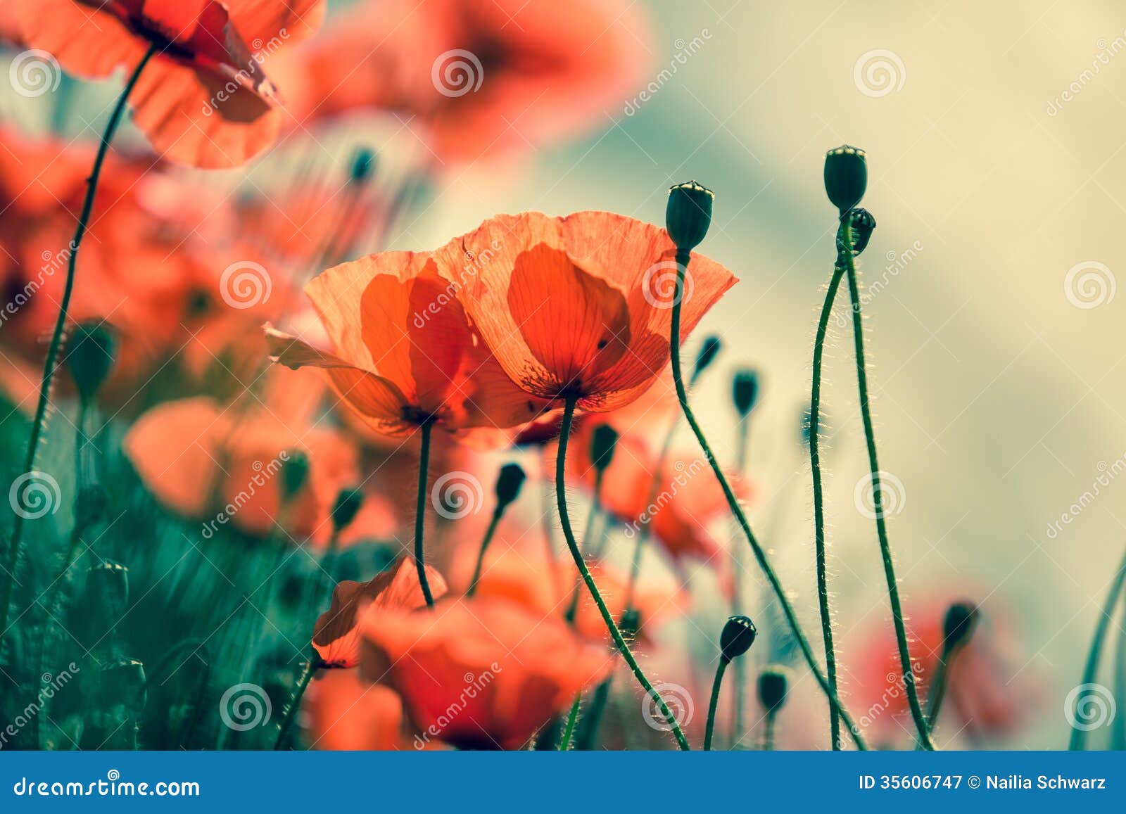 Poppy Meadow stock image. Image of poppy, floral, field - 35606747